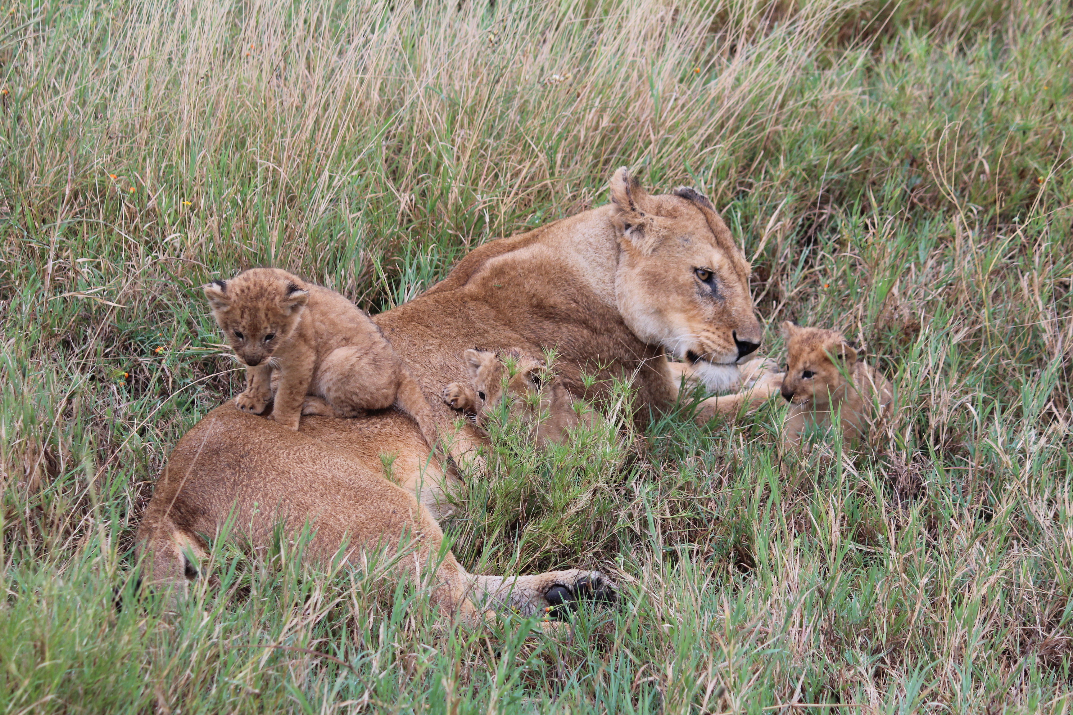 Photo Puzzle: Serengeti Lion Family